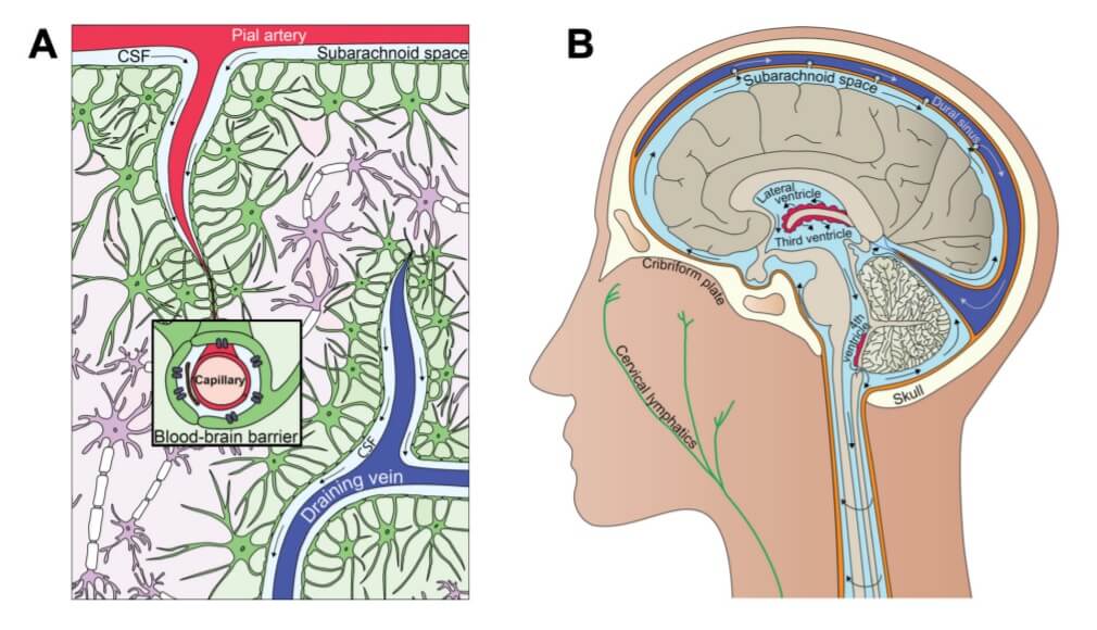 A Body System You Probably Never Heard Of Is Affected By A Chronic Lack ...