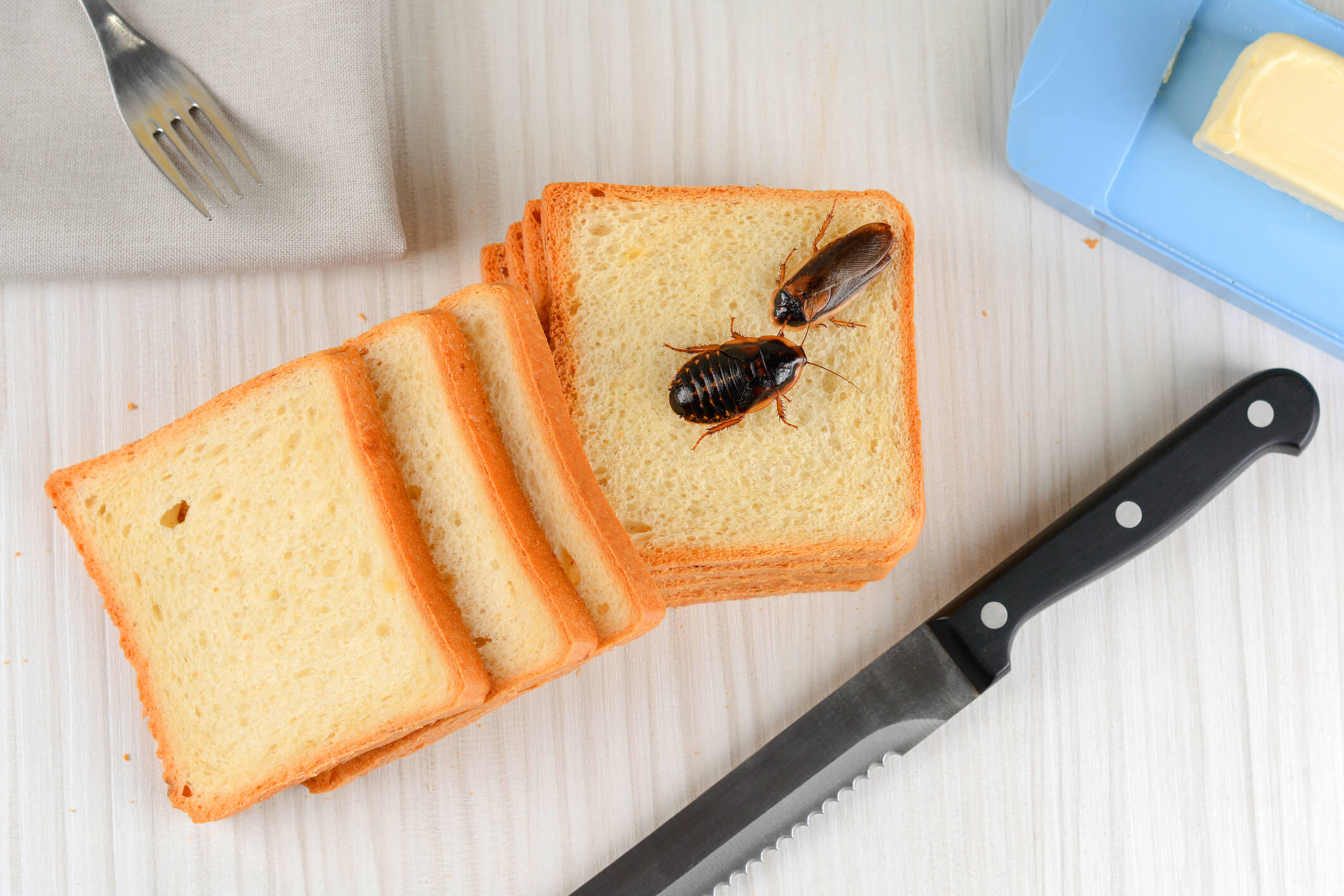 6 Ways To Make Sense of the Cockroach(es) In Your Dream - The Dream ...