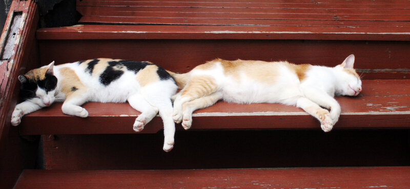Unlocking the Power of Oleamide for Sleep: A Comprehensive Guide - The ...